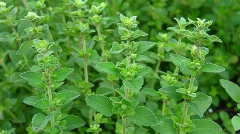 Premium Photo Aromatic Thyme Herb Garden