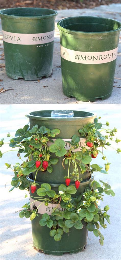 DIY Strawberry Tower With Reservoir Apiece Of Rainbow