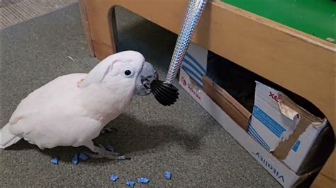 Honks And Cockatoo Spots The Carrier Youtube