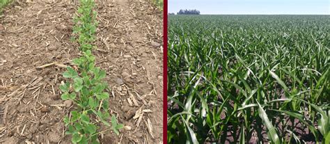 Early Season Drought Effects On Corn And Soybean