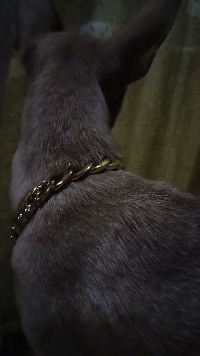 Chochie Wgold Nakelace Youtube