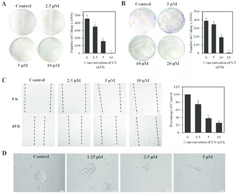 Xn Decreases The Stemness Of Mcf 7adr A Xn Inhibits The Colony