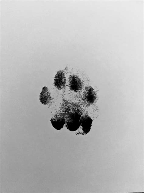 Thoughts On Paw Print Tattoos Rtattooadvice