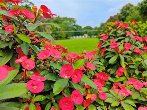 Red Cockscomb Stock Image Image Of Nature Produce 292349635