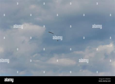 A Quadcopter Drone And A Remote Controlled Aircraft Drone UAV Flying