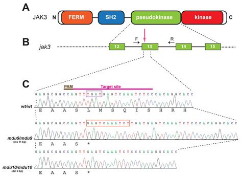 Generation Of Zebrafish Carrying Jak3 Mutations Resembling Those Found