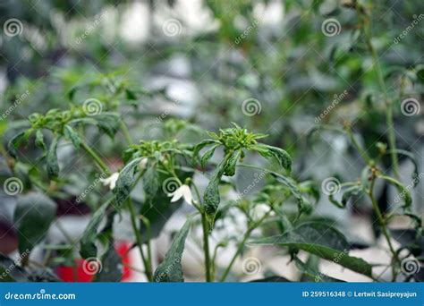 Chilli Thrips Or Yellow Tea Thrips Scirtothrips Dorsalis Stock