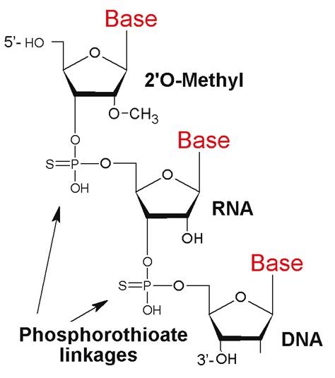 Phosphorothioate Oligonucleotides