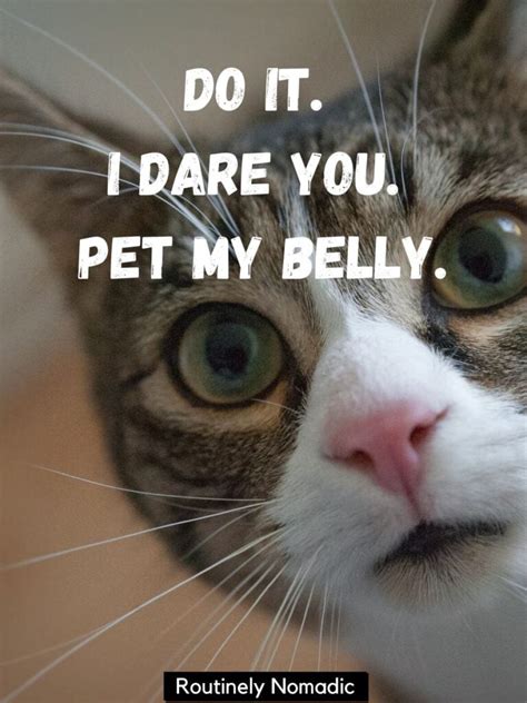 145 Purr Fectly Funny Cat Captions Routinely Nomadic
