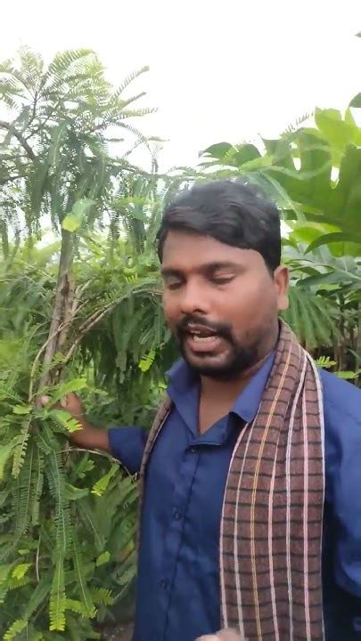 ఉసిరి చెట్టు కొత్త వెరైటీ వృక్షో రక్షిత రక్షితః Youtube