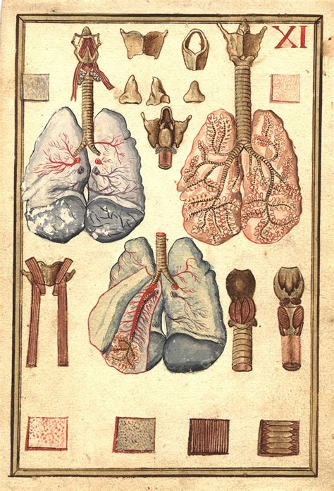 Anatomical Demonstration Card Images Free Photos Png Stickers