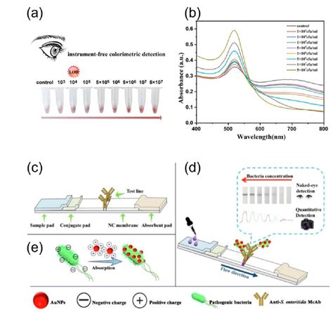 Detection Of V Parahaemolyticus By The One Step Colorimetric