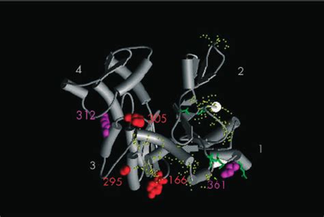Schematic Representation Of Actin Monomer Based On The Crystal
