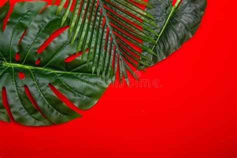Fresh Green Tropical Leafs On Red Background Empty Space For Copy