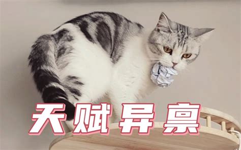 蒲熠星听说别的猫看了之后连夜去上学了 蒲熠星 蒲熠星 哔哩哔哩视频