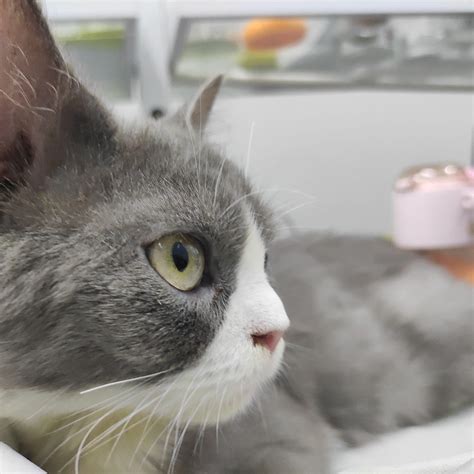 猫咪正常生育范围？会影响其寿命嘛？ 知乎