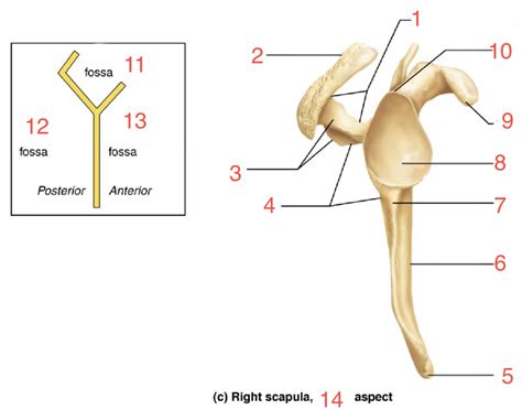 Right Scapula Lateral Aspect Diagram Quizlet
