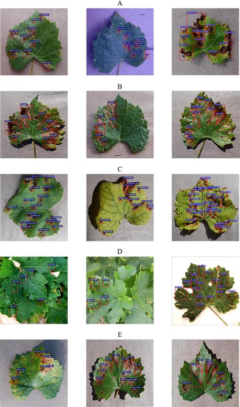 Frontiers | A Deep-Learning-Based Real-Time Detector for Grape Leaf Diseases Using Improved ...