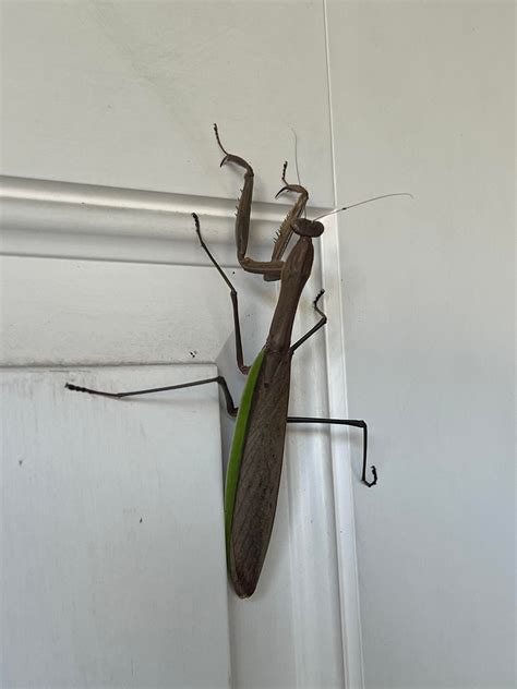 Unit Of A Preying Mantis Found In My Garage Upstate Ny R Absoluteunits