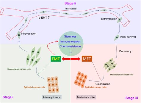 The Role Of Emt And Met In Tumour Metastasis Download Scientific Diagram