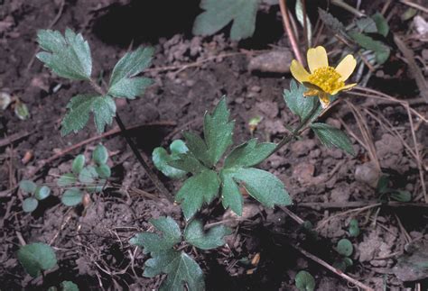 Ranunculus Hispidus Hispid Crowfoot Go Botany