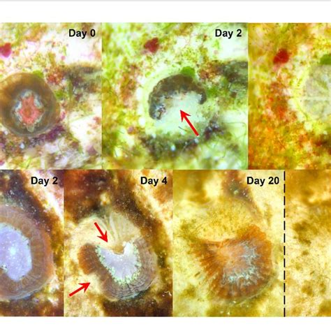 Sctld Progression In Brain Coral Recruits Top C Natans Recruit Download Scientific Diagram