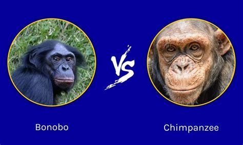 Bonobo Vs Chimpanzee What Are The Differences Imp World