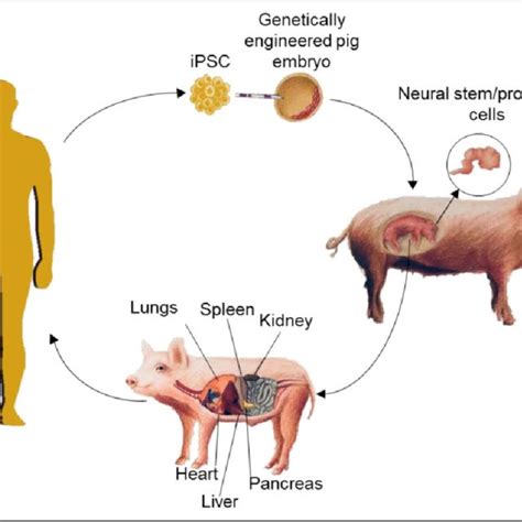 Cartoon Schematic Of Blastocyst Complementation Human Pluripotent Stem