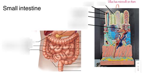 Small Intestine Diagram Quizlet Small Intestine Diagram Quizlet