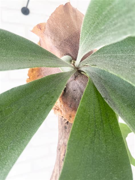 ビカクシダ コウモリラン 流木付け 観葉植物 ハンギンググリーン Brs438 その他インテリア雑貨 Botaka 通販｜creema