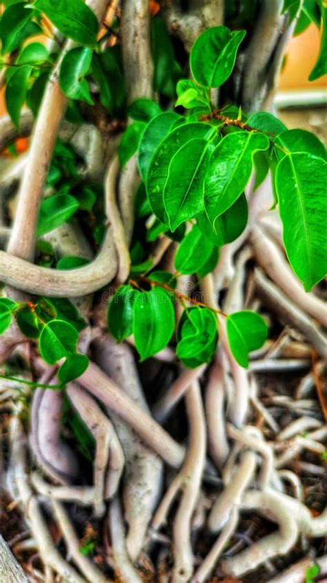 Root Of The Tree Stock Image Image Of Natural Root 305128553