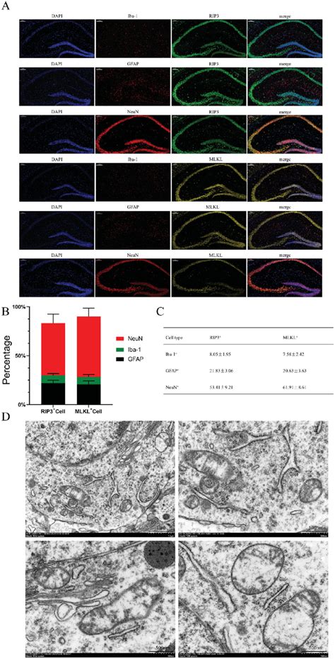 The Expression Of Rip3 And Mlkl In Different Types Of Cells In The