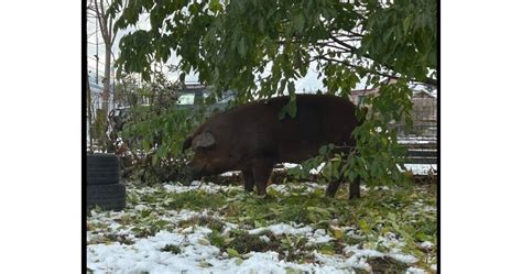 Прасета се разходиха из столичния квартал „Орландовци Снимки Български Фермер