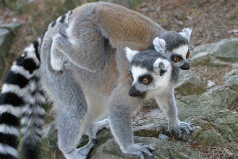 Lemur Photo World Population