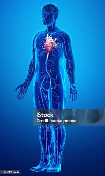 3d 는 수컷 정맥 해부학의 의학적으로 정확한 그림을 렌더링 대동맥에 대한 스톡 사진 및 기타 이미지 대동맥 동맥 사진
