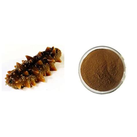 Natural High Quality 100 Sea Cucumber Extract Sea Cucumber Saponin