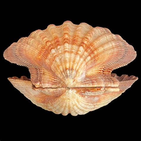 Pacific Lions Paw Shell Mexican