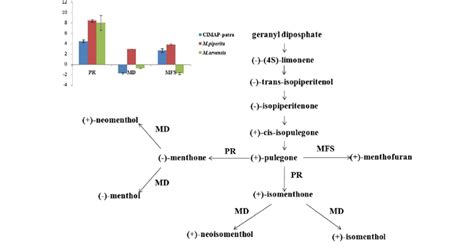 Terpene Biosynthesis Pathway And Real Time Pcr Based Comparative