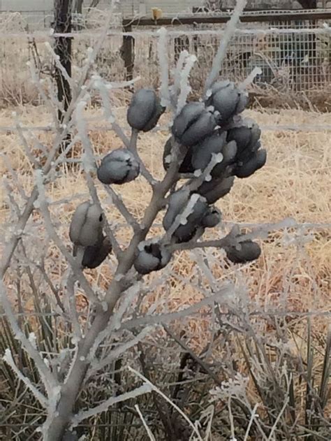 Frozen Yuca A Unique Delicacy To Try