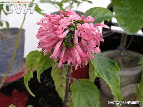 Cyrtanthera Carnea Lindl Bremek