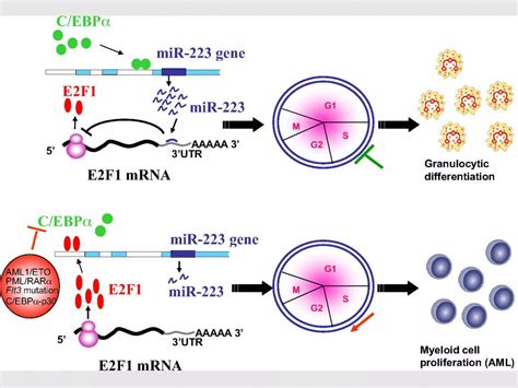 Role Of Micro Rna In Oncogenesis Pptx