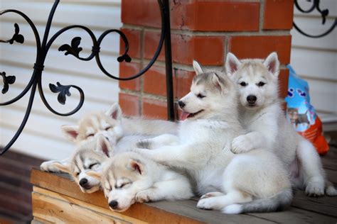 Take Note Of These 5 Factors When Building An Outdoor Dog House