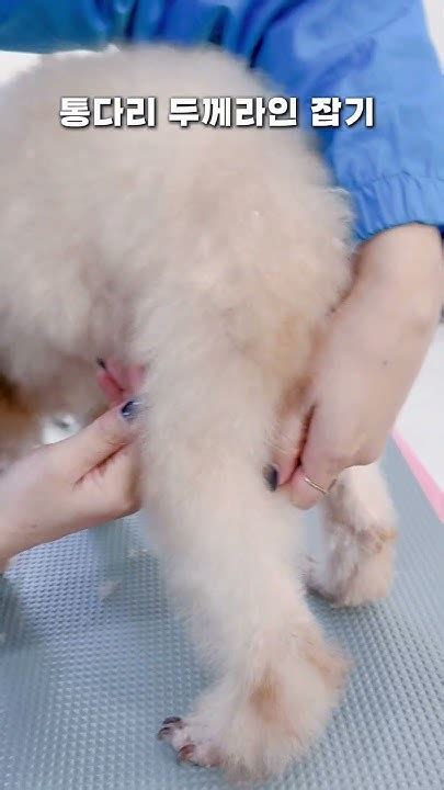 푸들 치킨다리말고 통바지~ Youtube