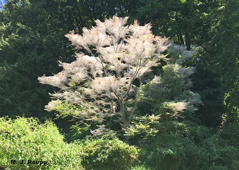 Tent Caterpillars Everywhere Nah Fall Webworm Hyphantria Cunea