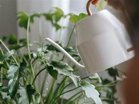 Як правильно поливати кімнатні рослини секрети здорового цвітіння