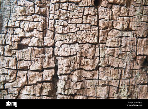 Texture And Background Of Skin Of The Tree Stock Photo Alamy