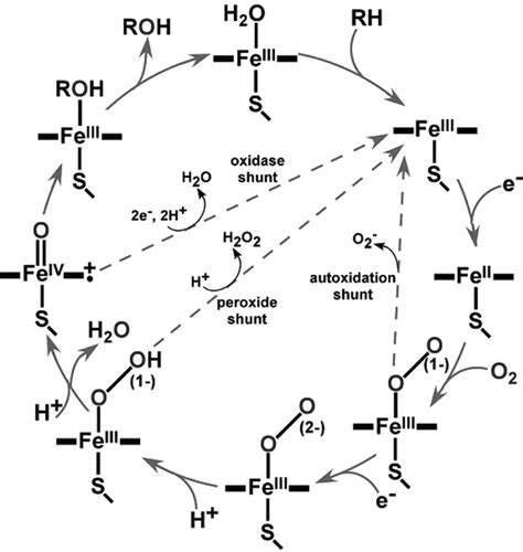 The Reaction Path Of P450cam Compound I A Ferryl Oxo Cation Porphyrin Download Scientific