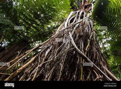 Bottom View Of A Tree Fern Trunk The Trunk Is Supported By A Fibrous Mass Of Roots Stock Photo