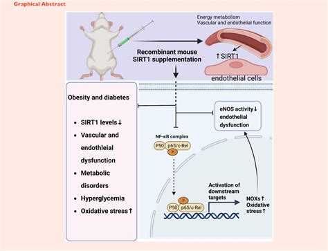 Chronic Sirt1 Supplementation In Diabetic Mice Improves Endothelial