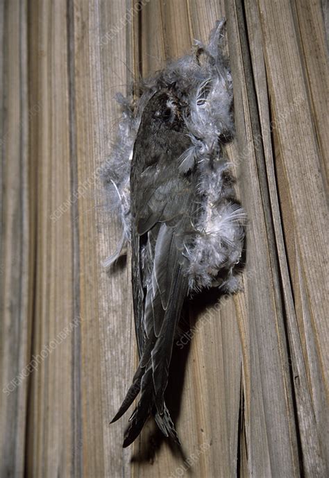 Palm Swift On Nest Stock Image Z Science Photo Library